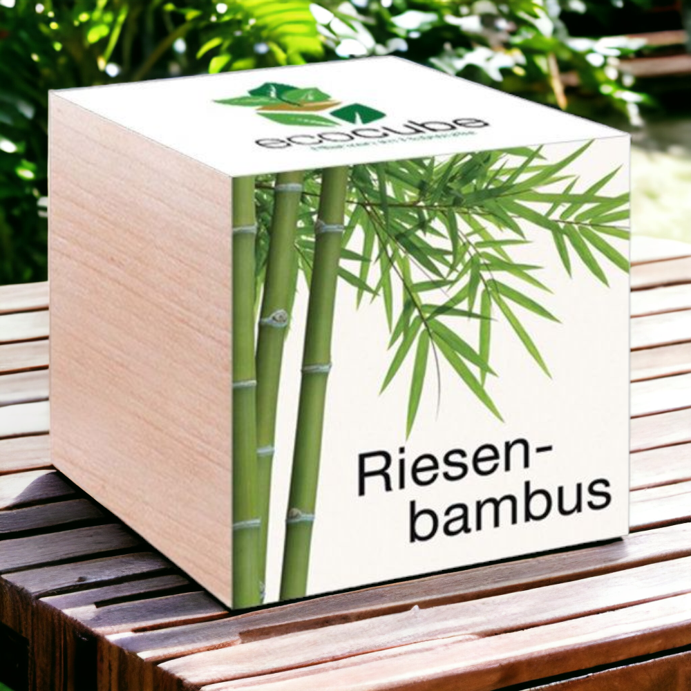 EcoCube Riesenbambus ️