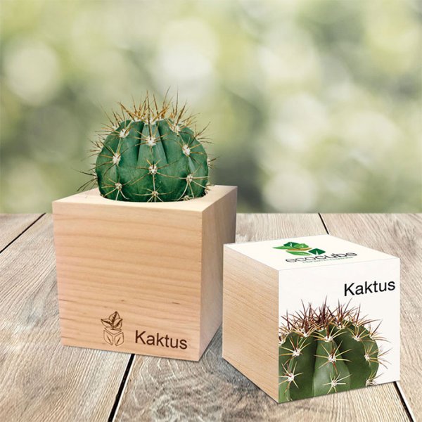 EcoCube Kaktus ️