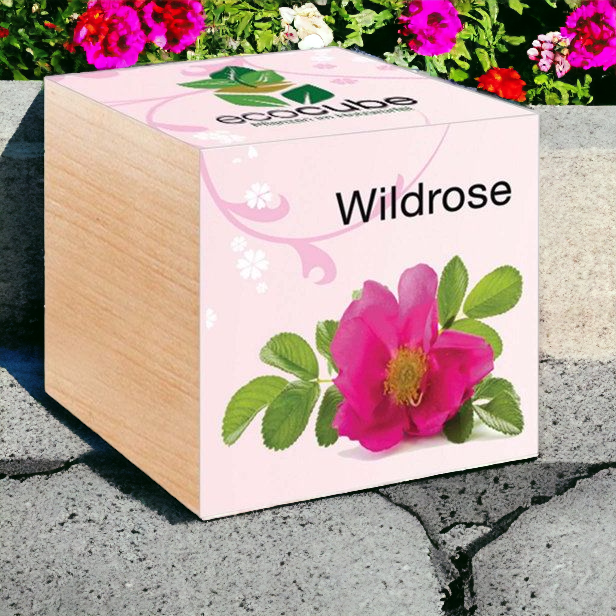 EcoCube Wildrose
